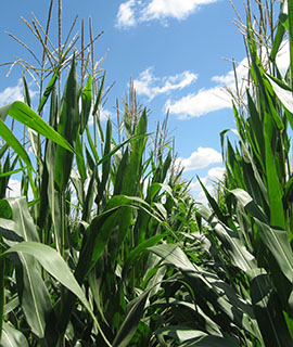 sustainablecorn.org BLOG | Conversations on our research, crop ...